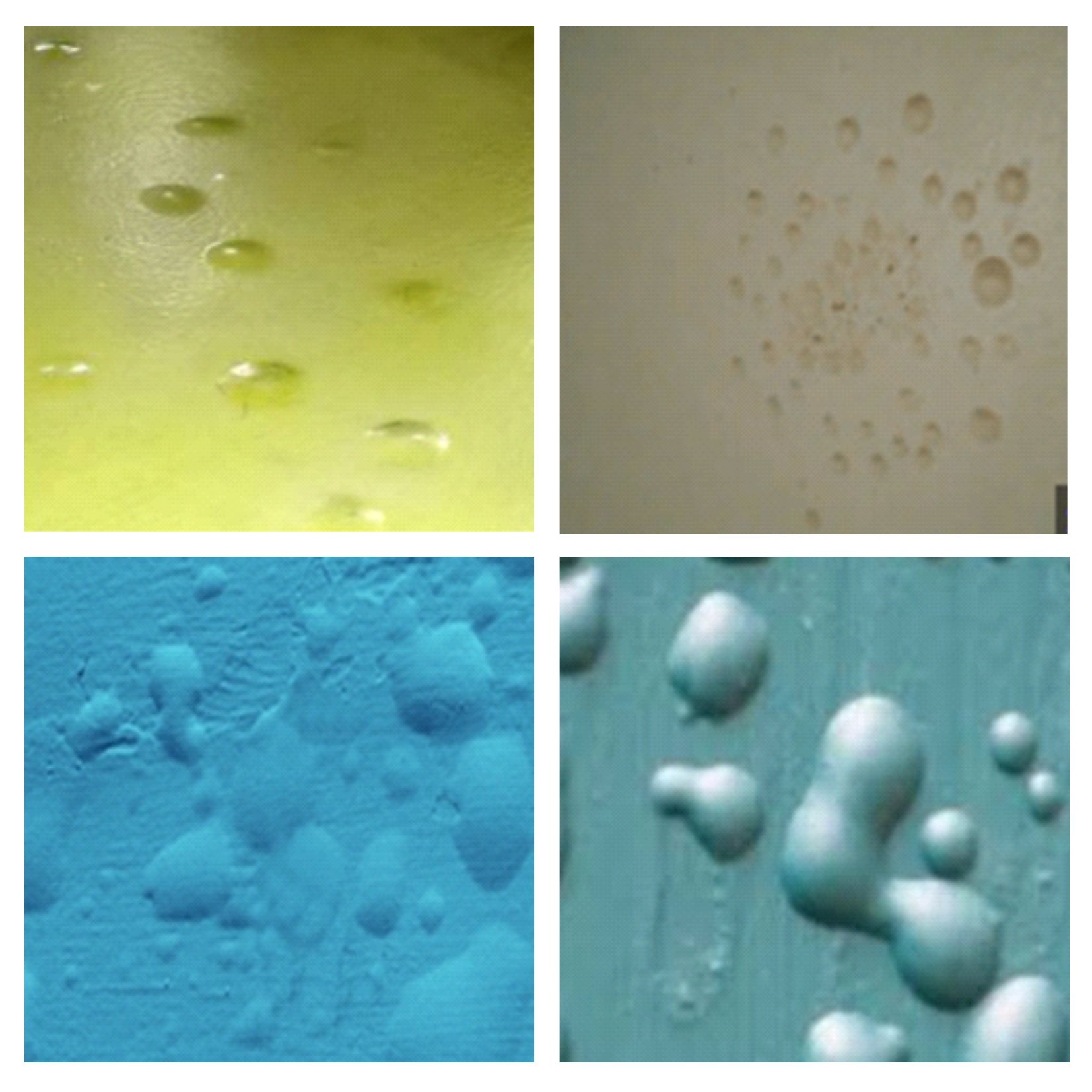 Why has the flooring/coating got blisters/bubbles in it? (Osmotic ...